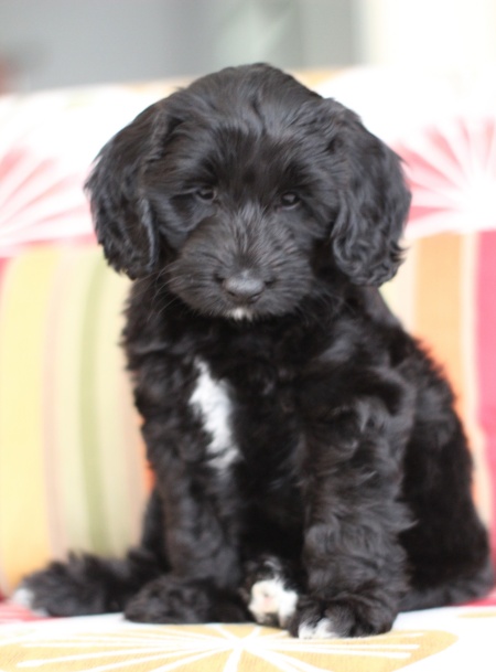 Photo Galley of Valley Vineyard Labradoodles - Valley Vineyard Labradoodles