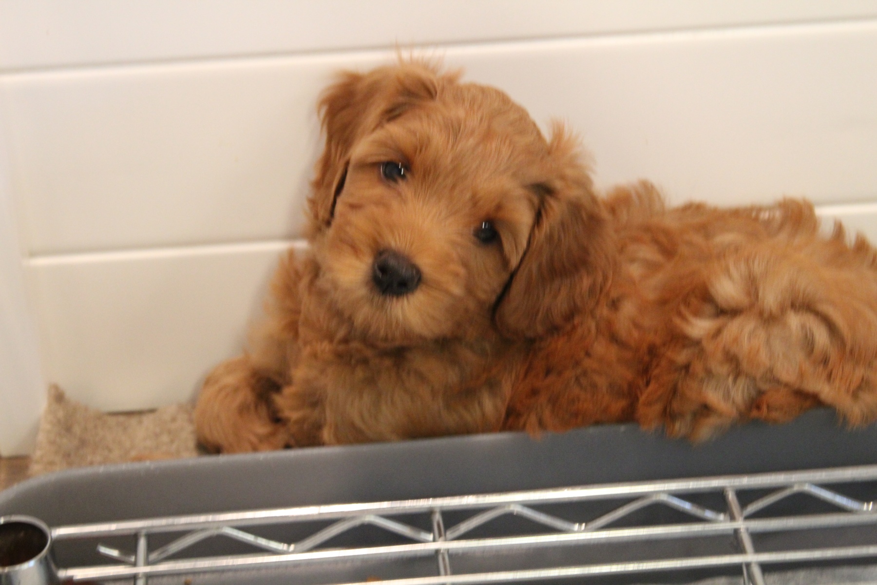 Emma and Barkley's 2021 "E" Litter is home - Valley Vineyard Labradoodles