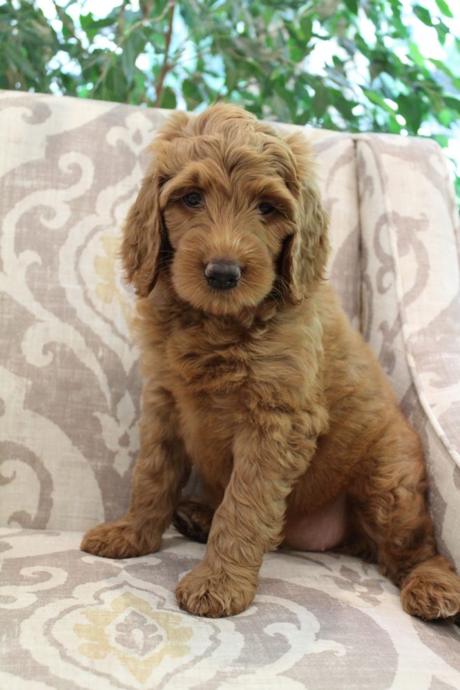 Bella and Gunner's Bumble Bee puppies are home - Valley Vineyard ...