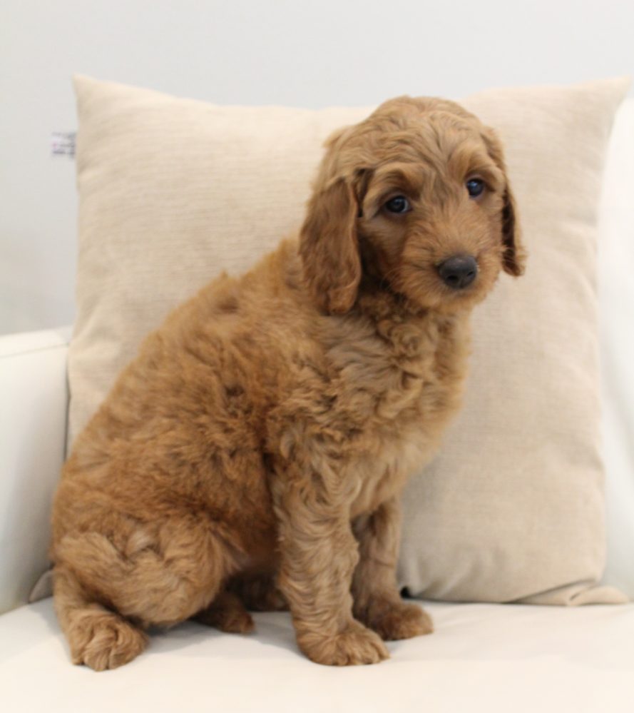 Bella and Gunner's Bumble Bee puppies are home - Valley Vineyard ...