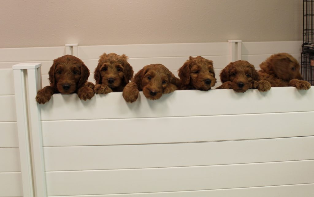 Bella and Gunner's Bumble Bee puppies are home - Valley Vineyard ...