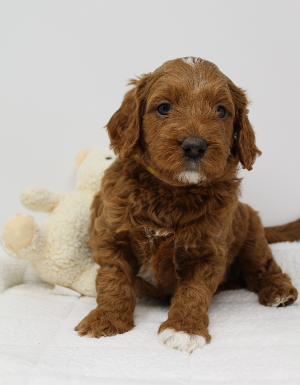 Gretel and Gunner's puppies are home - Valley Vineyard Labradoodles