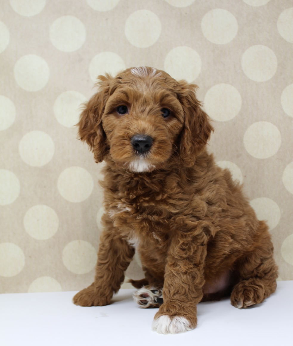 Gretel and Gunner's puppies are home - Valley Vineyard Labradoodles