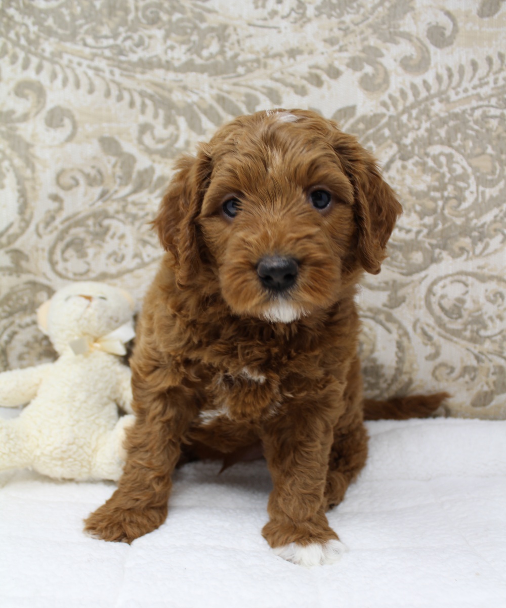 Gretel and Gunner's puppies are home - Valley Vineyard Labradoodles