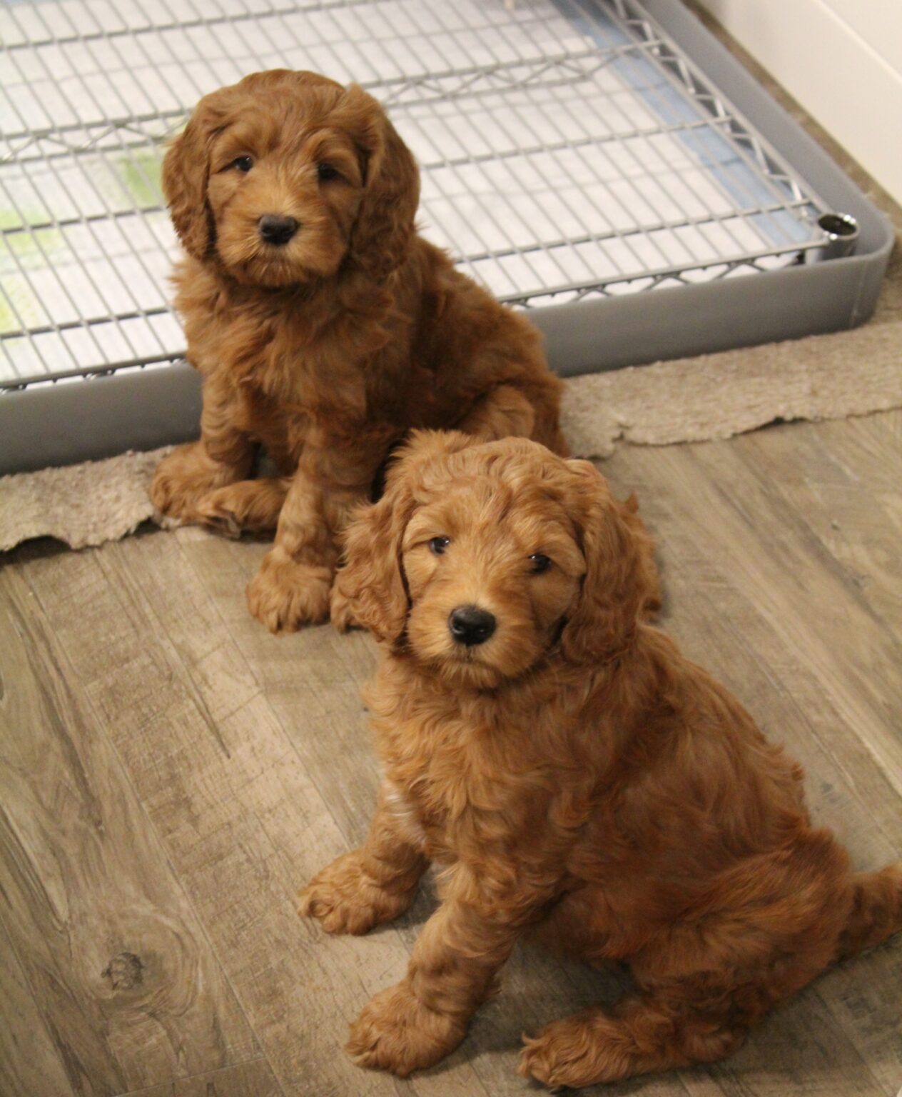 It's a great life in Oregon raising Labradoodle puppies! - Valley ...