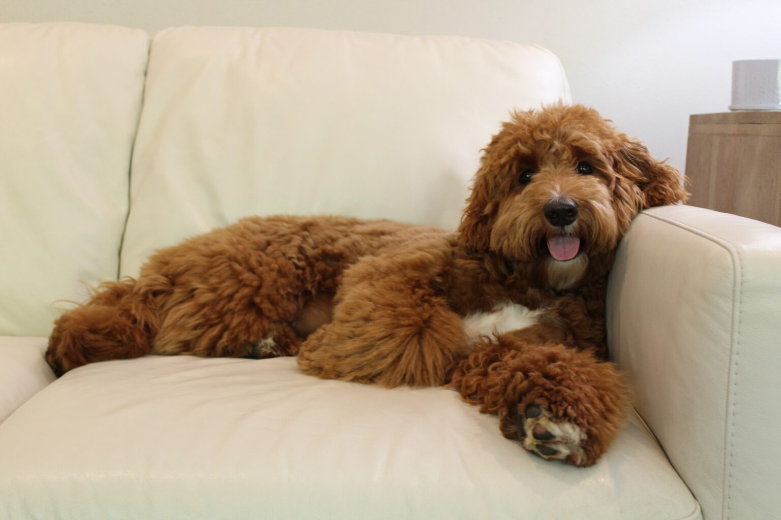 Photo Galley of Valley Vineyard Labradoodles - Valley Vineyard Labradoodles