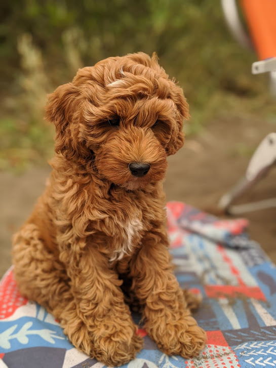 Photo Galley of Valley Vineyard Labradoodles - Valley Vineyard Labradoodles