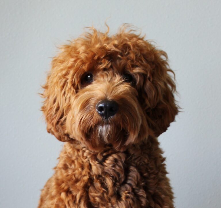 Watson brings us mini red puppies - Valley Vineyard Labradoodles