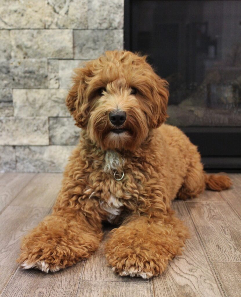 Photo Galley of Valley Vineyard Labradoodles - Valley Vineyard Labradoodles