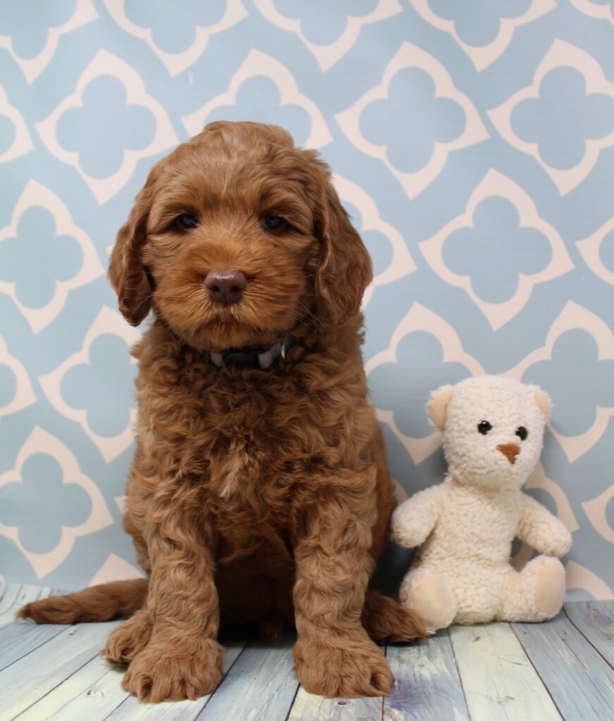 Sophie and Barkley's puppies are home - Valley Vineyard Labradoodles