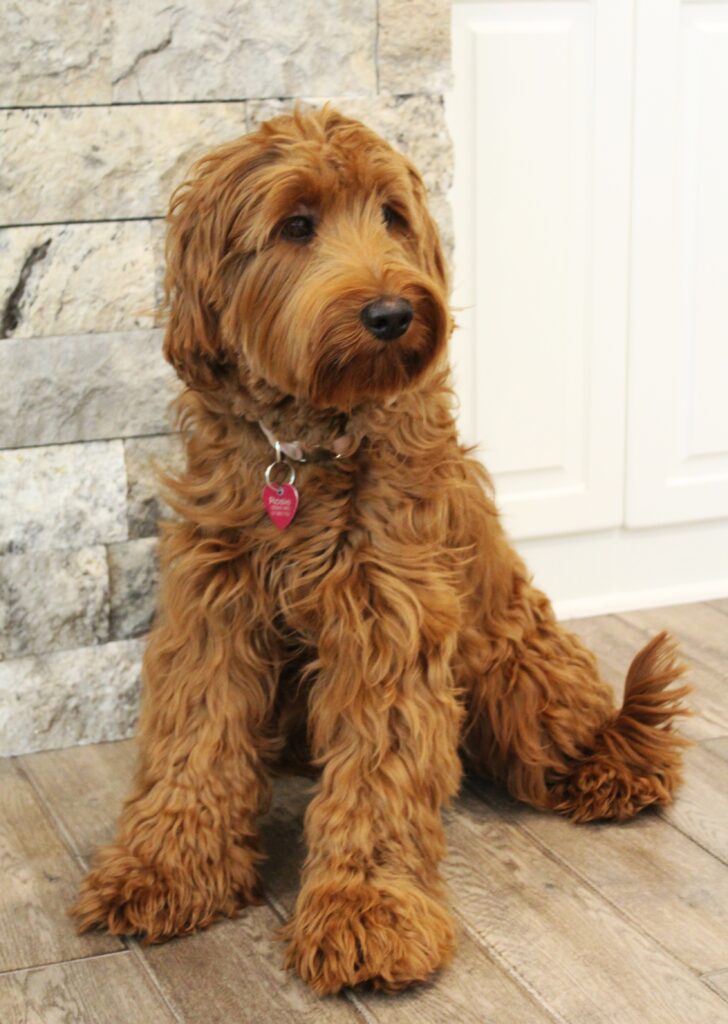 Rosie has retired - Valley Vineyard Labradoodles