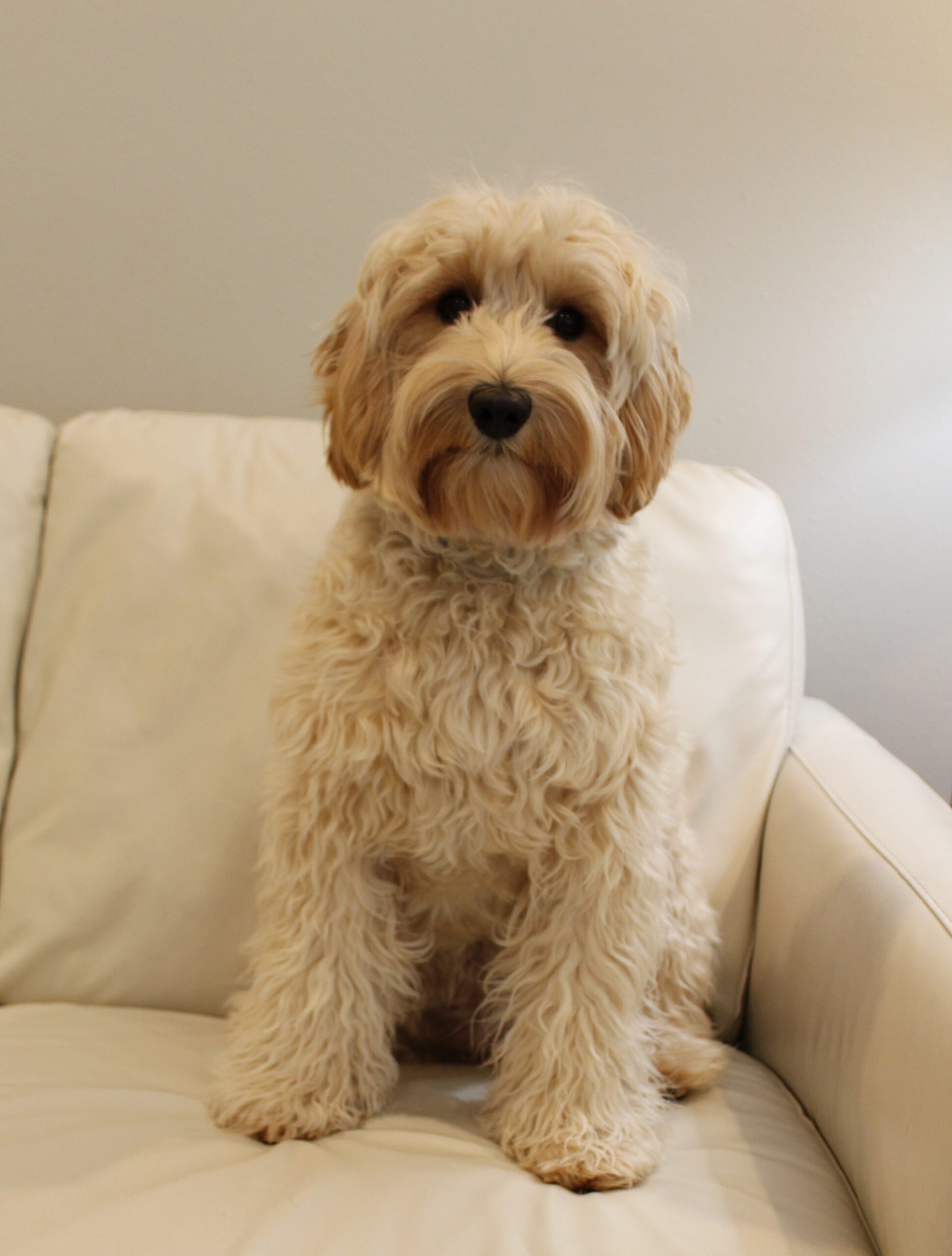 Zoe, our mama to help carry on our therapy line - Valley Vineyard ...
