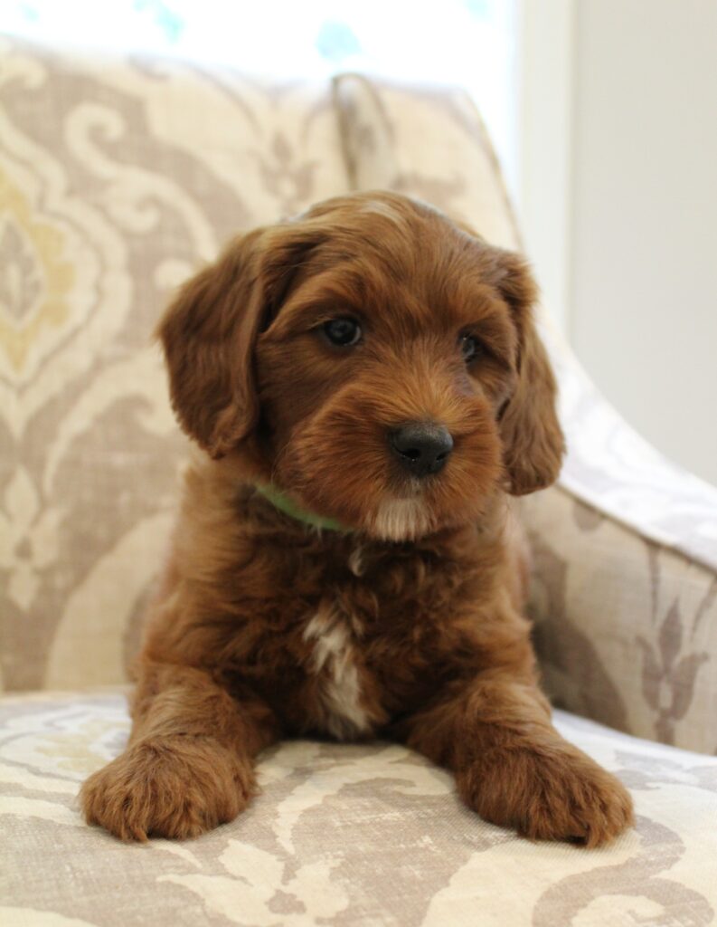 Stella and Watson's litter is home - Valley Vineyard Labradoodles