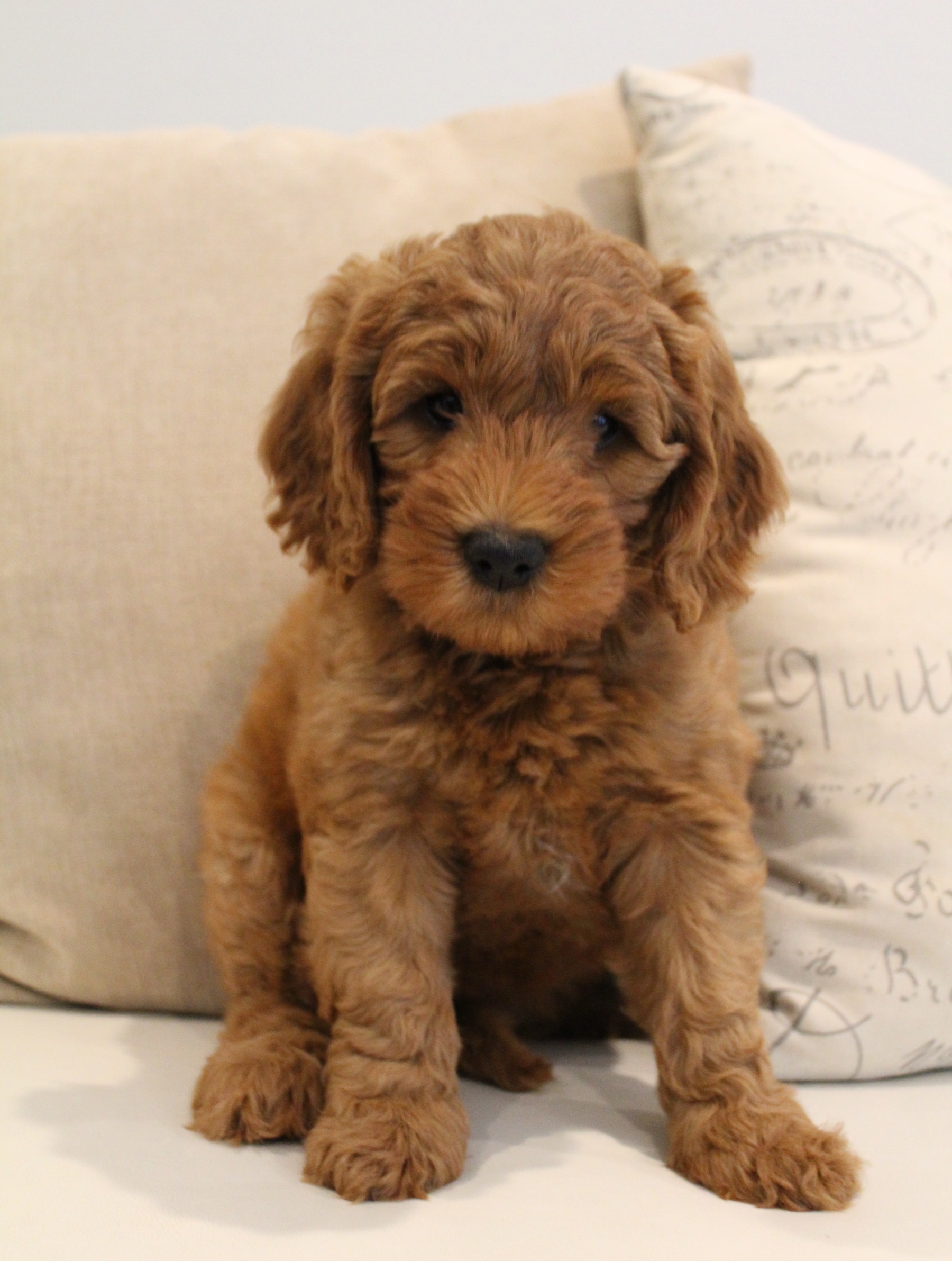 Stella and Watson's litter is home - Valley Vineyard Labradoodles