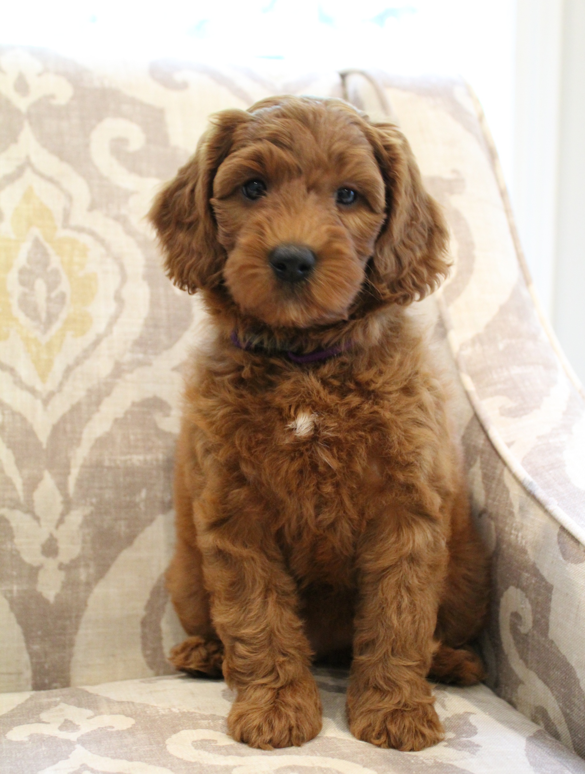 Stella and Watson's litter is home - Valley Vineyard Labradoodles