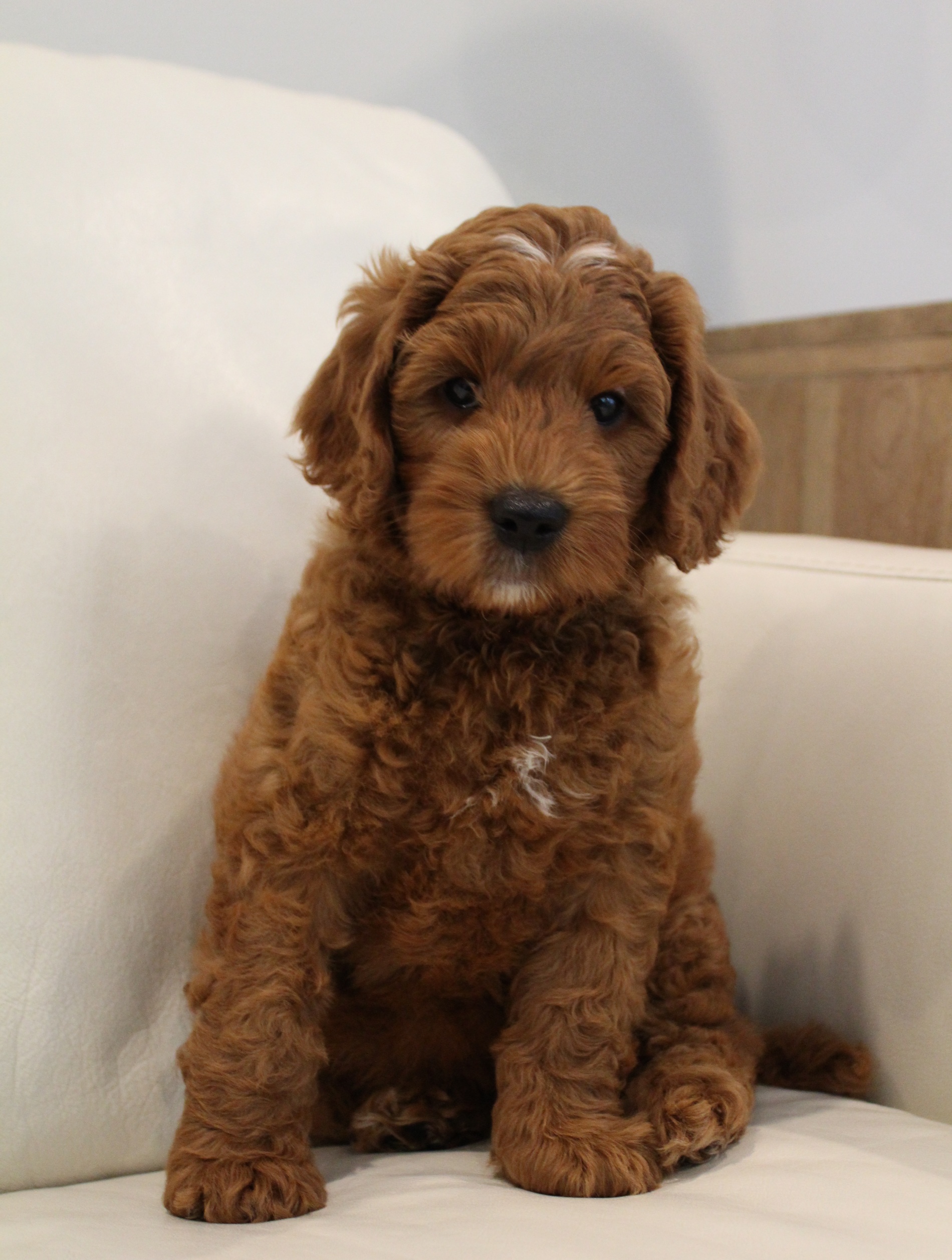 Stella and Watson's litter is home - Valley Vineyard Labradoodles