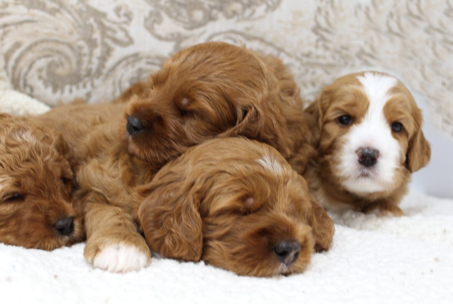 Photo Galley of Valley Vineyard Labradoodles - Valley Vineyard Labradoodles