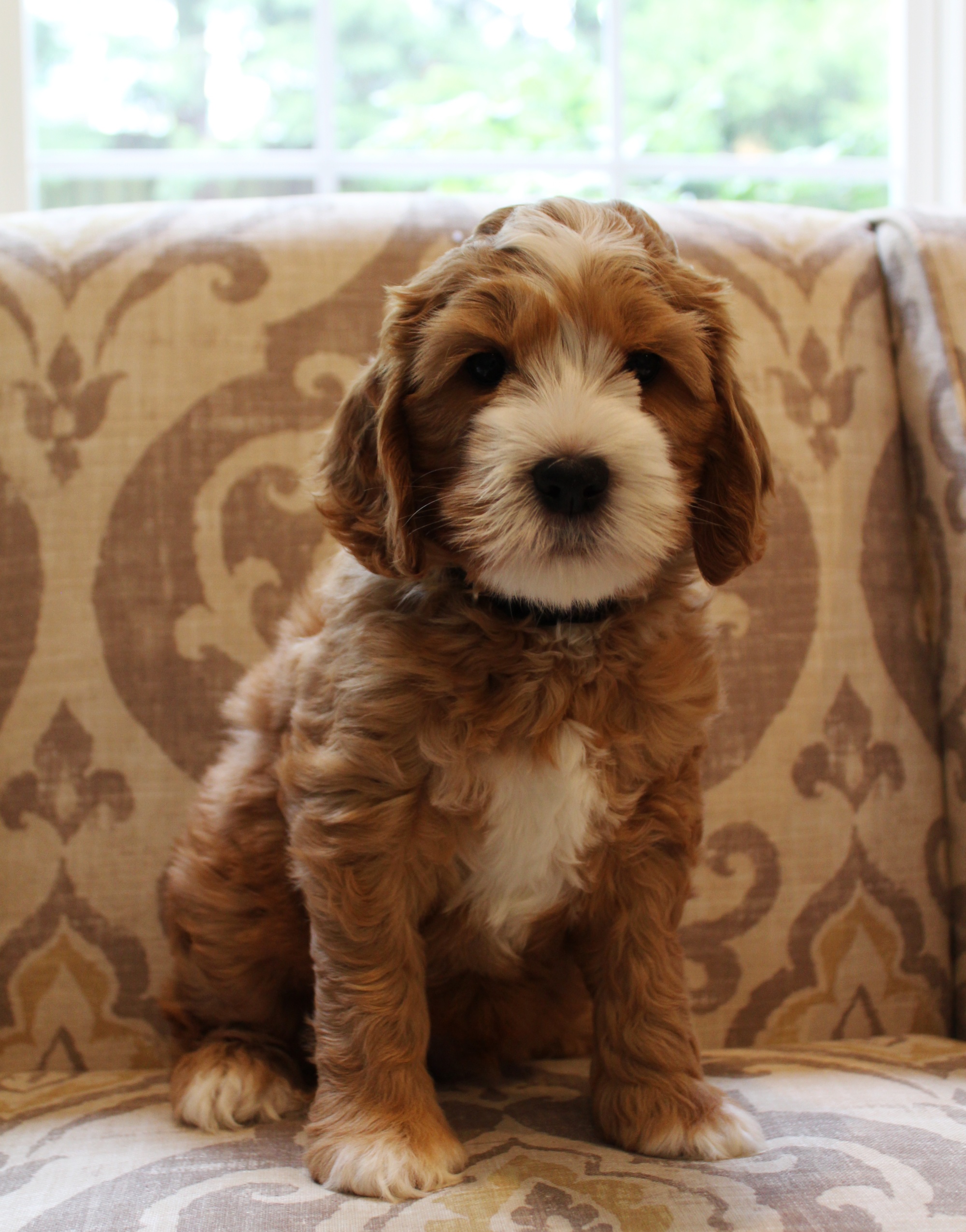 Gretel and Watson's puppies are home - Valley Vineyard Labradoodles