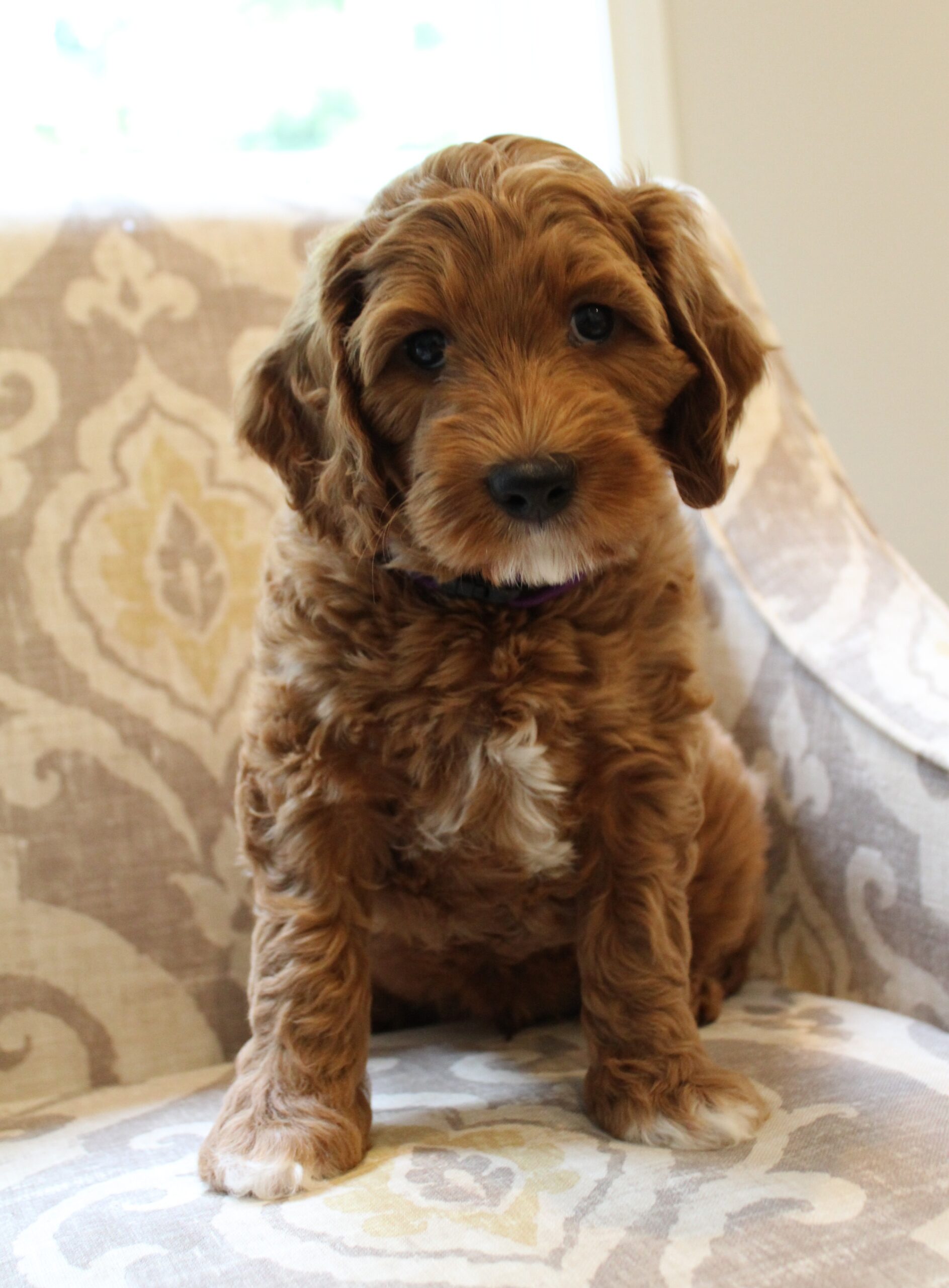 Gretel and Watson's puppies are home - Valley Vineyard Labradoodles