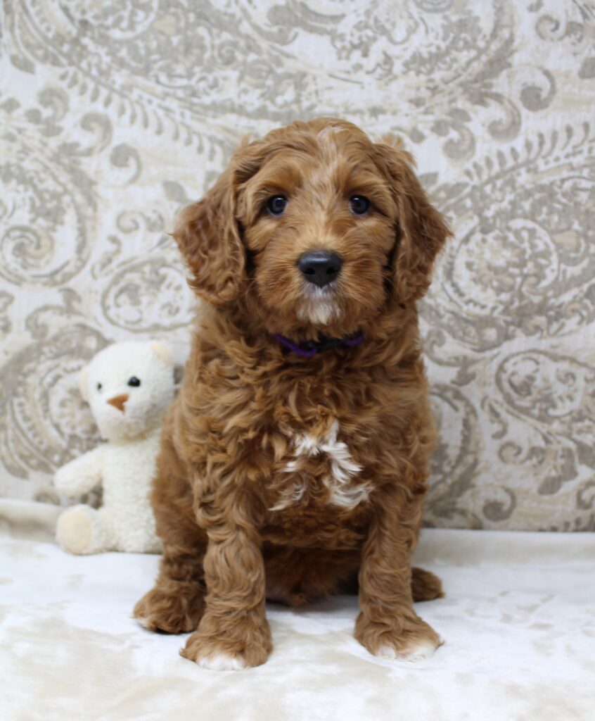 Gretel and Watson's puppies are home - Valley Vineyard Labradoodles
