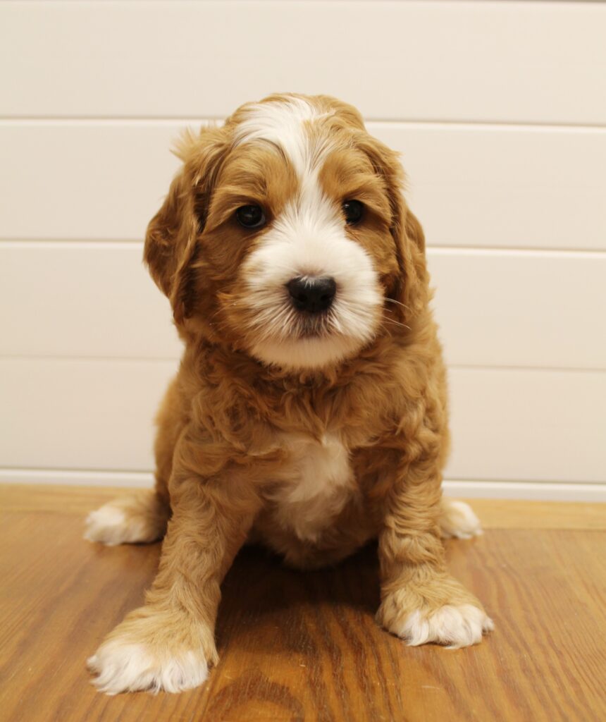Gretel and Watson's puppies are home - Valley Vineyard Labradoodles