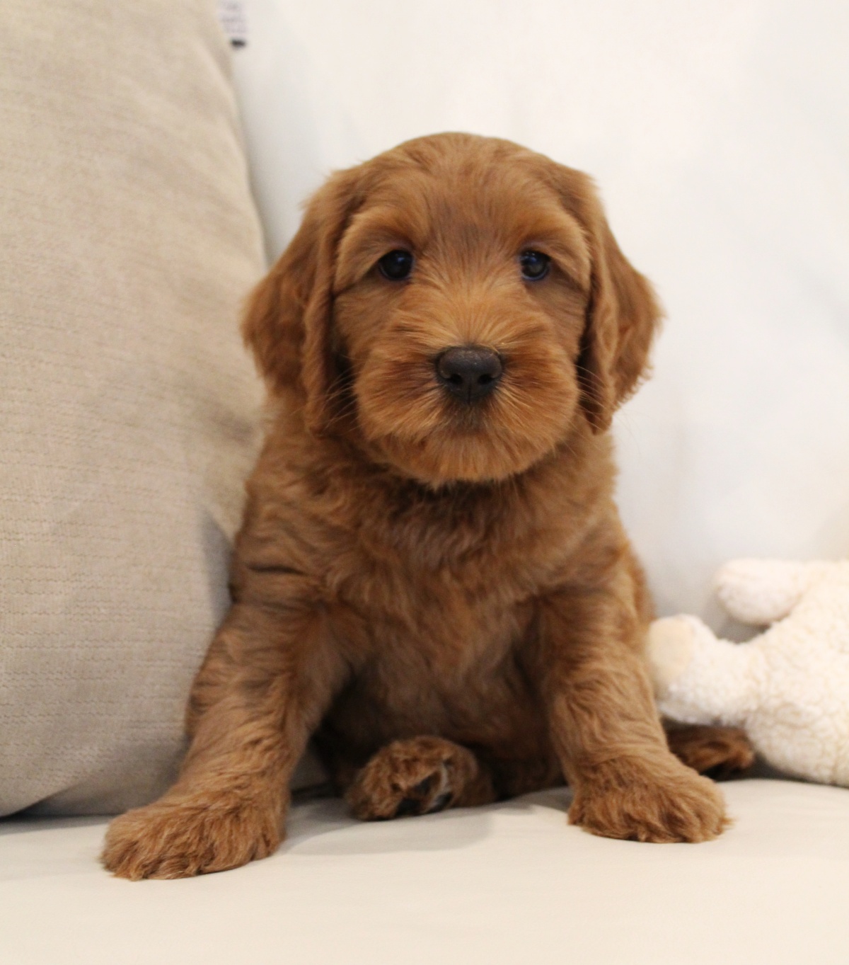 Sadie and Tucker's puppies are home - Valley Vineyard Labradoodles