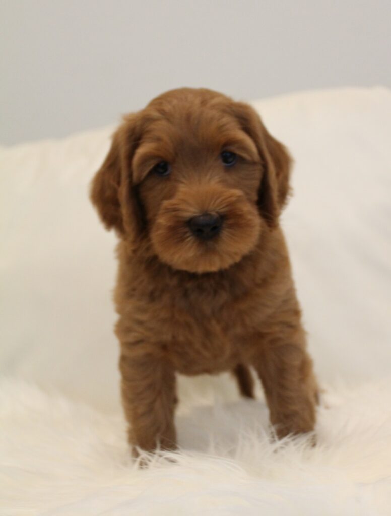 Sadie and Tucker's puppies are home - Valley Vineyard Labradoodles