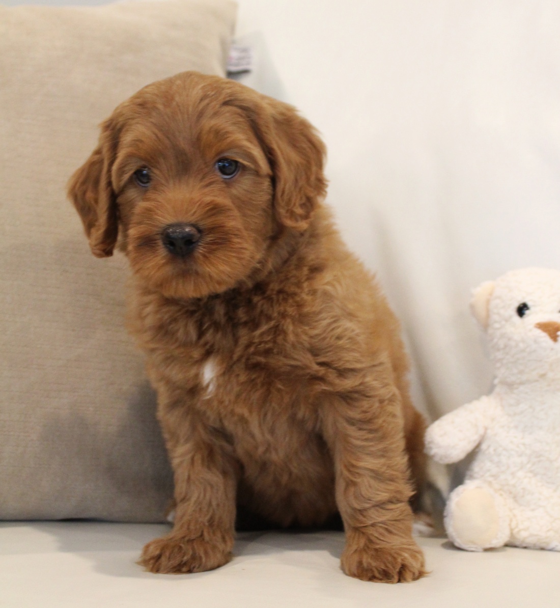 Sadie and Tucker's puppies are home - Valley Vineyard Labradoodles