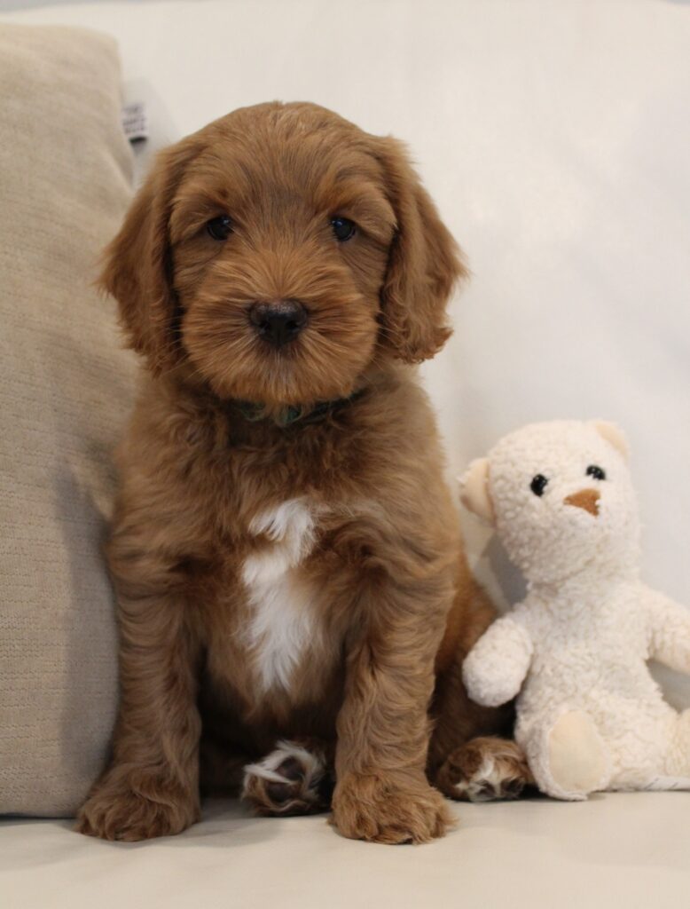 Sadie and Tucker's puppies are home - Valley Vineyard Labradoodles