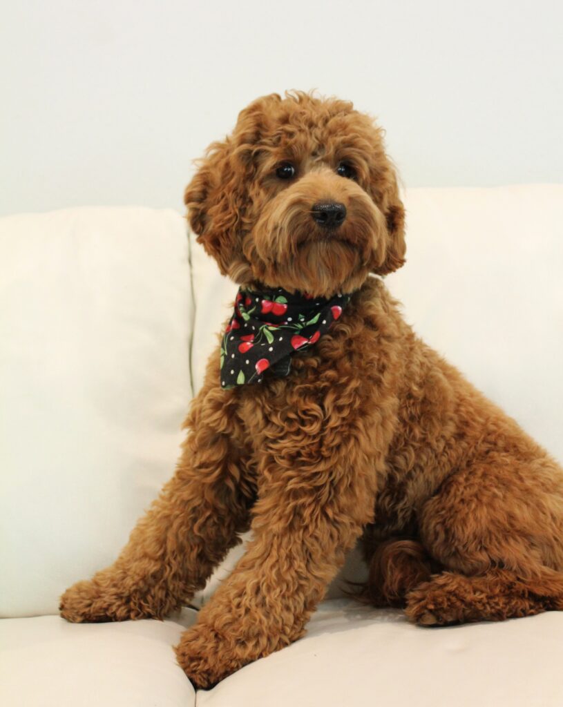 Valley Vineyard's new mini Ginger - Valley Vineyard Labradoodles