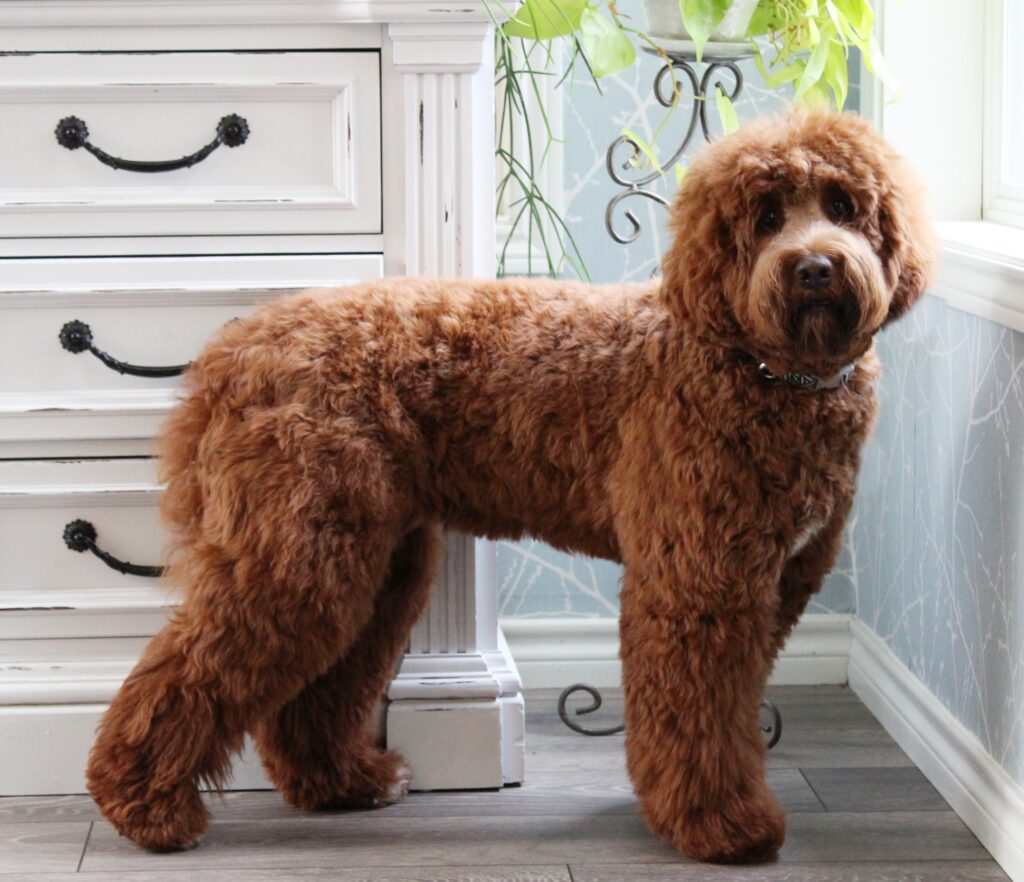 Nellie brings us large reds - Valley Vineyard Labradoodles