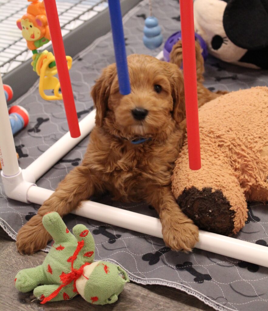 Zoe and Nelson's puppies are home - Valley Vineyard Labradoodles