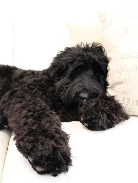Photo Galley of Valley Vineyard Labradoodles - Valley Vineyard Labradoodles