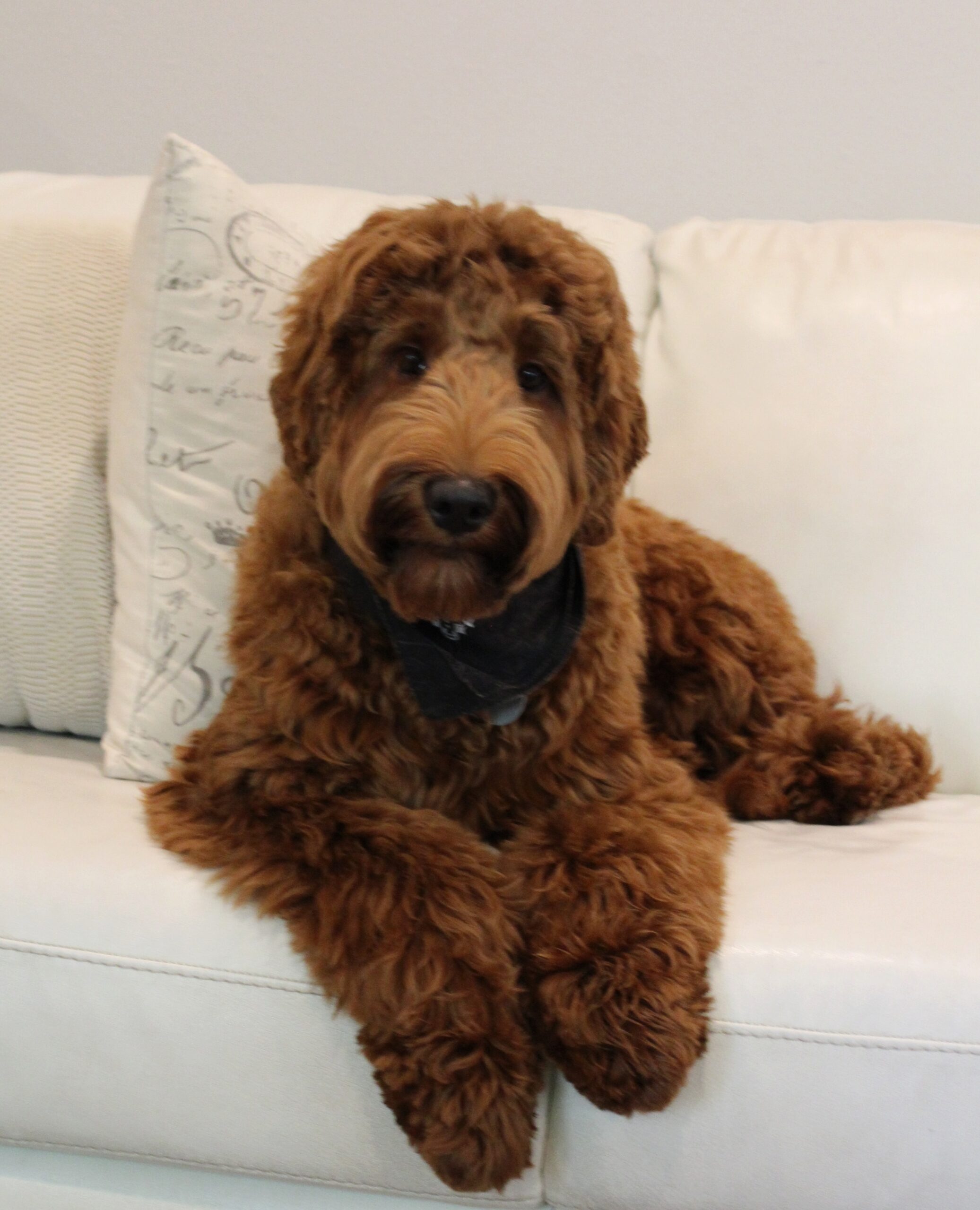 Meet our new standard boy Grady - Valley Vineyard Labradoodles