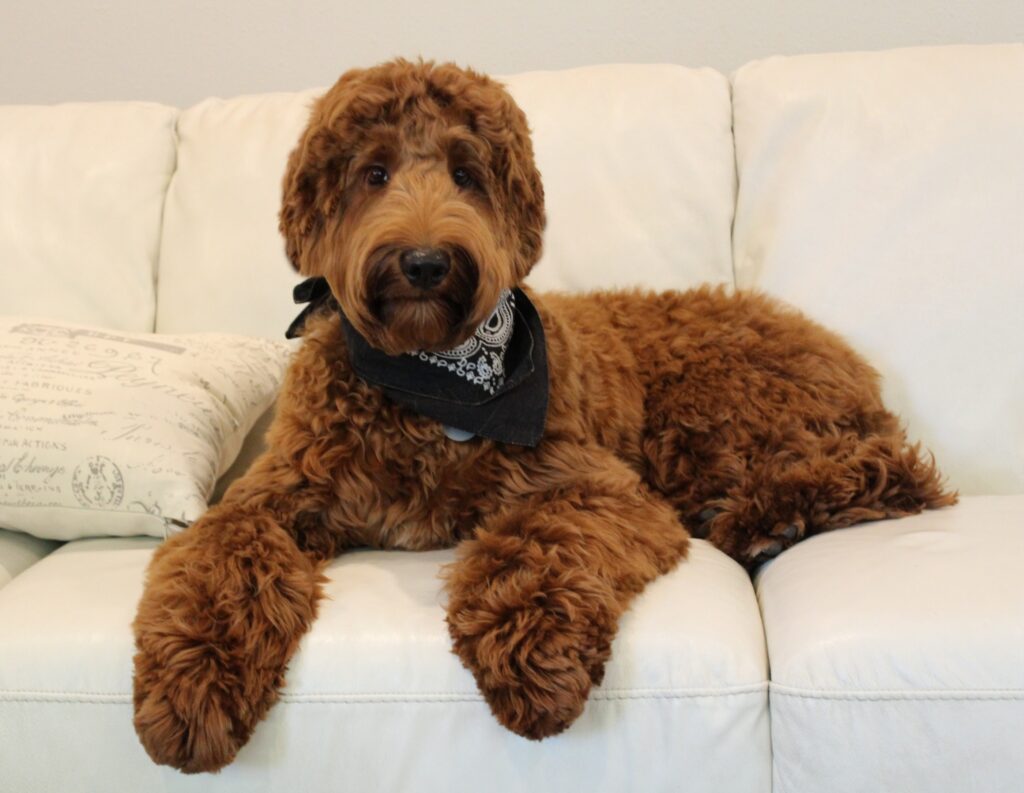 Meet our new standard boy Grady - Valley Vineyard Labradoodles