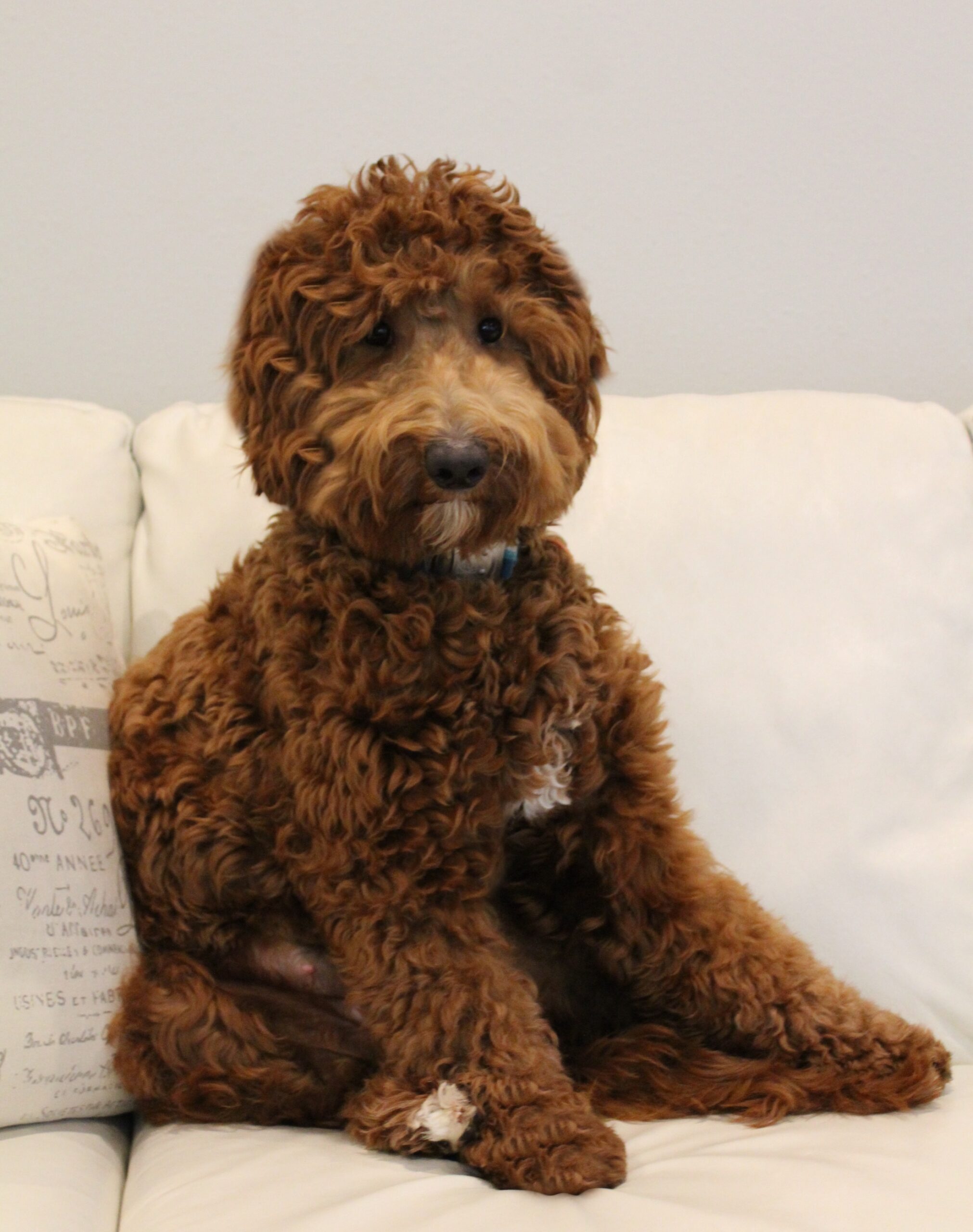 Tilly brings us medium and standard size red labradoodles - Valley ...