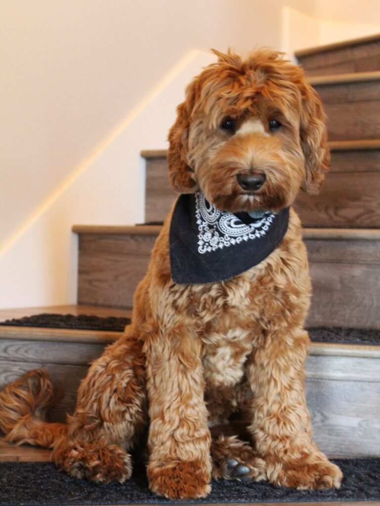 Photo Galley of Valley Vineyard Labradoodles - Valley Vineyard Labradoodles