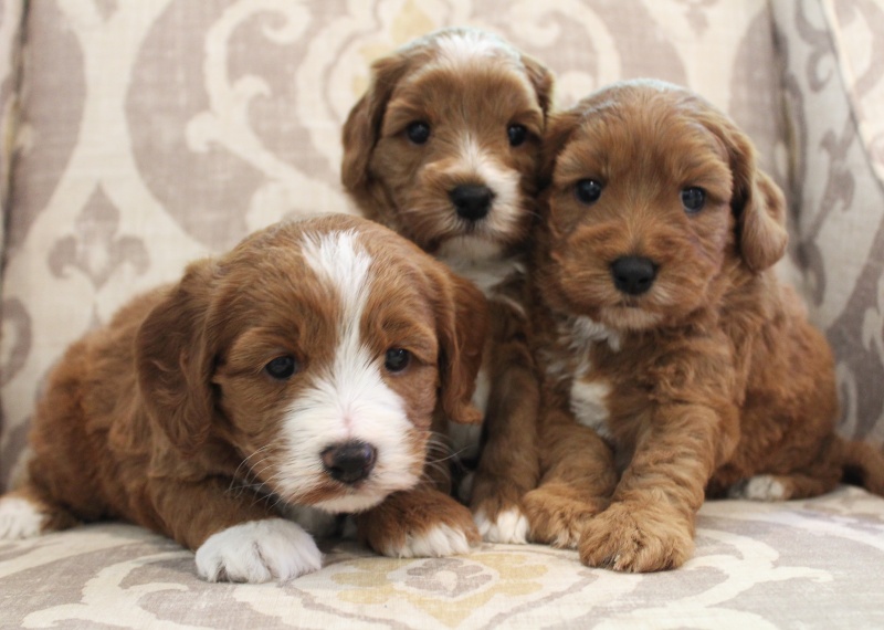 Photo Galley of Valley Vineyard Labradoodles - Valley Vineyard Labradoodles